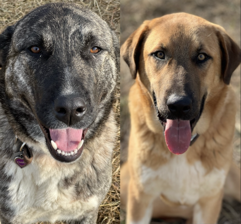 Anatolian Shepherds (and why we think they’re the best livestock ...
