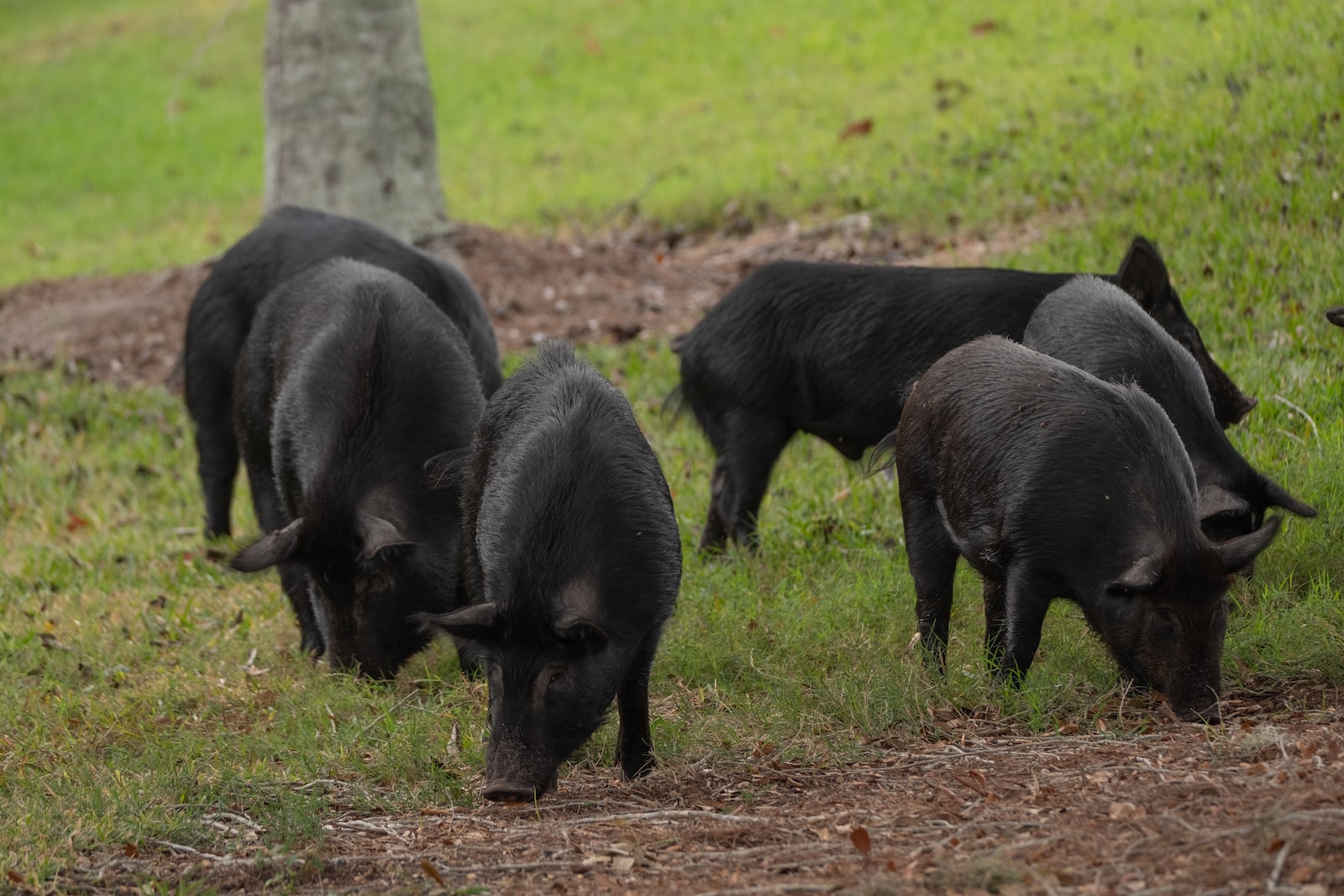 Mulefoot Hogs - Bucket List Homestead